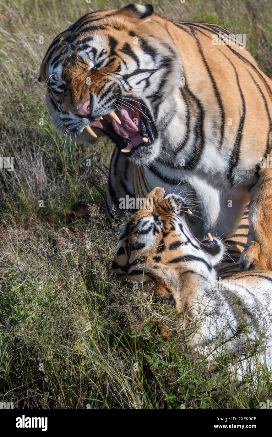 Tiger fighting hi-res stock photography and images - Alamy