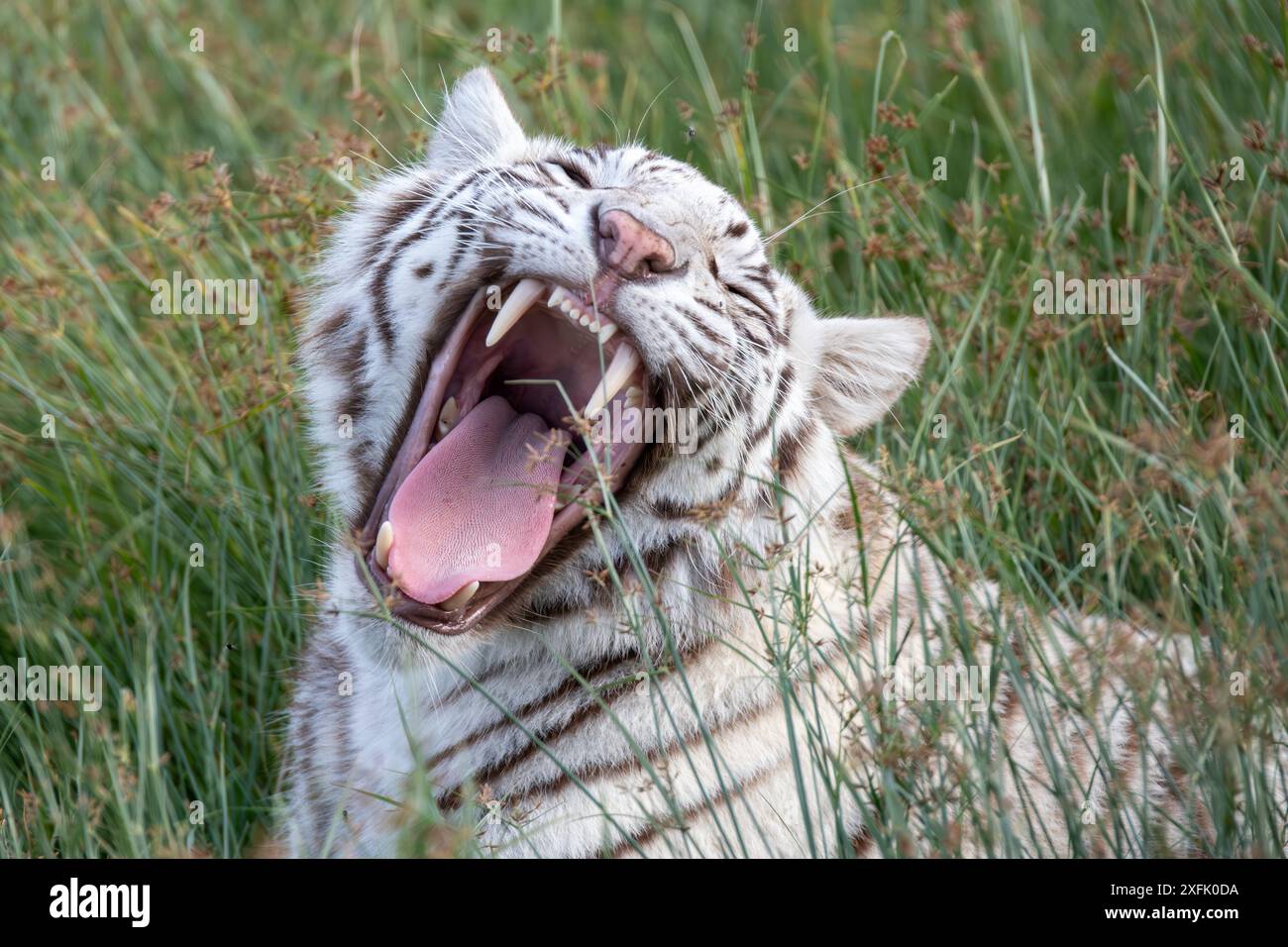 Tiger yawning hi-res stock photography and images - Alamy