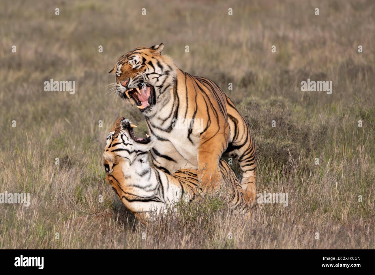 Tiger fighting hi-res stock photography and images - Alamy