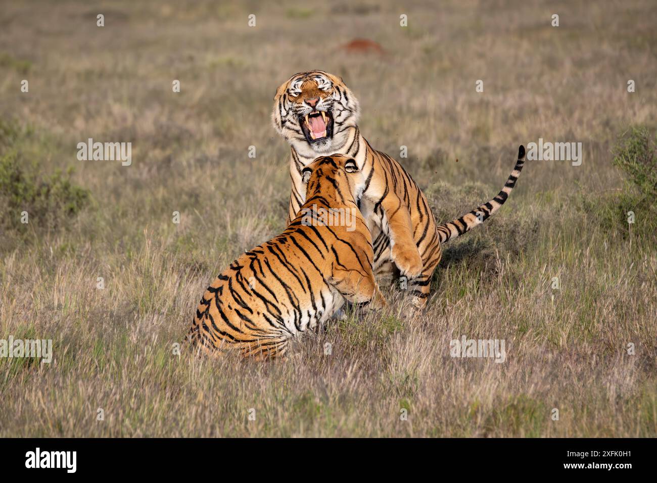 Tiger fighting hi-res stock photography and images - Alamy