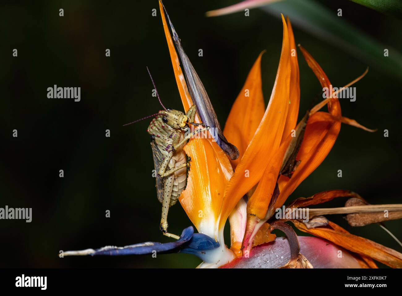 Locust bird hi-res stock photography and images - Alamy