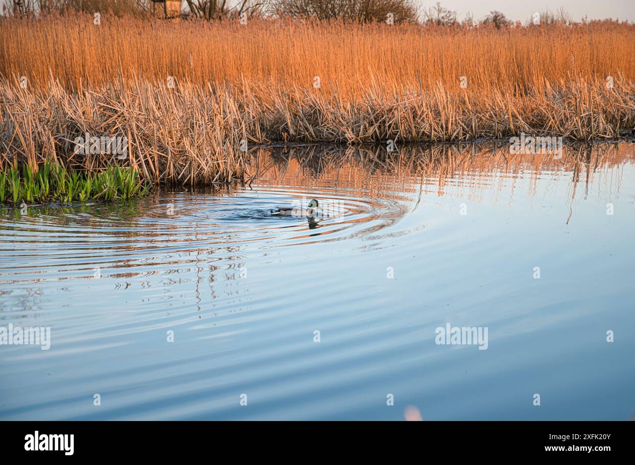 Duck and reeds hi-res stock photography and images - Alamy