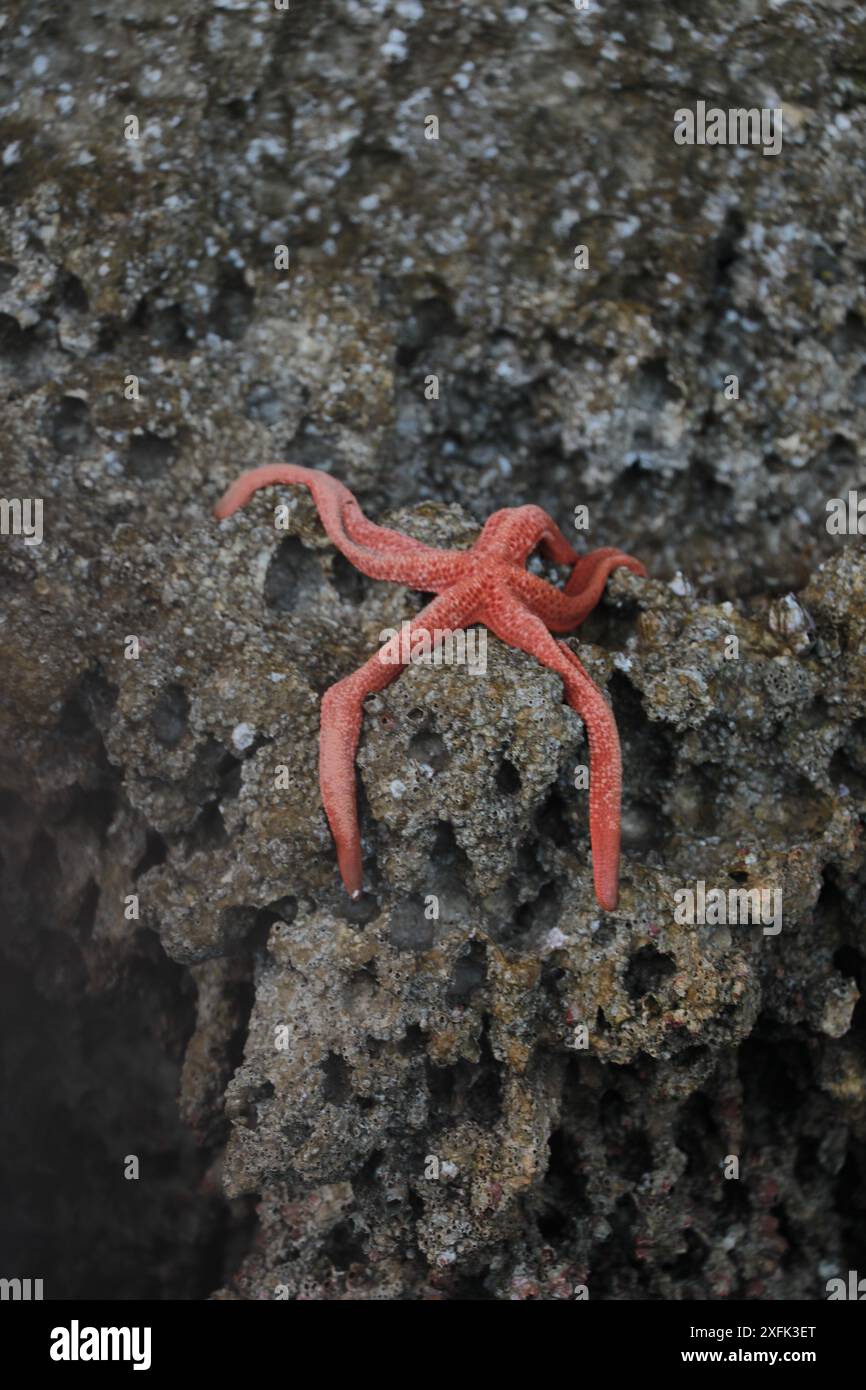 Socotra Island amazing nature, landscape and rare and unique botanical ...