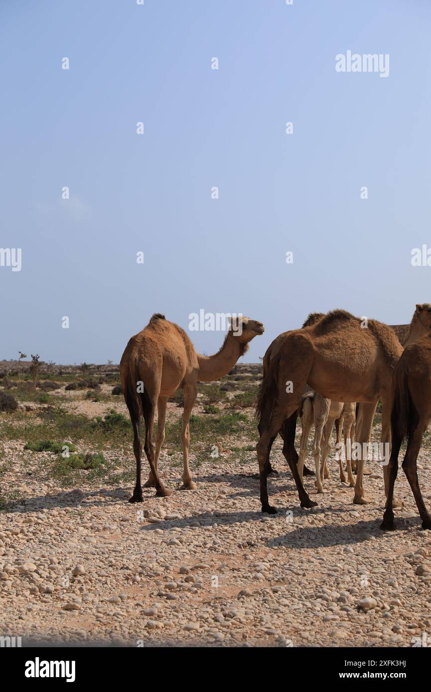 Socotra Island amazing nature, landscape and rare and unique botanical ...