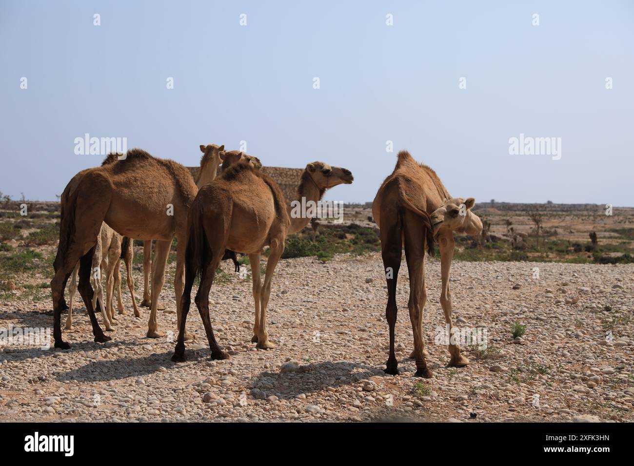 Socotra Island amazing nature, landscape and rare and unique botanical ...