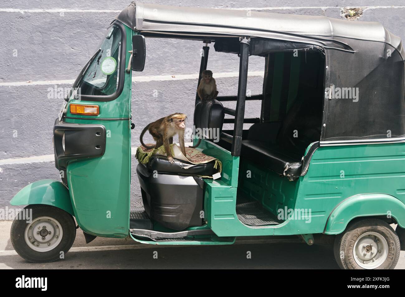 Kandy, Sri Lanka - 20.02.2022: A monkey sitting in green auto rickshaw ...
