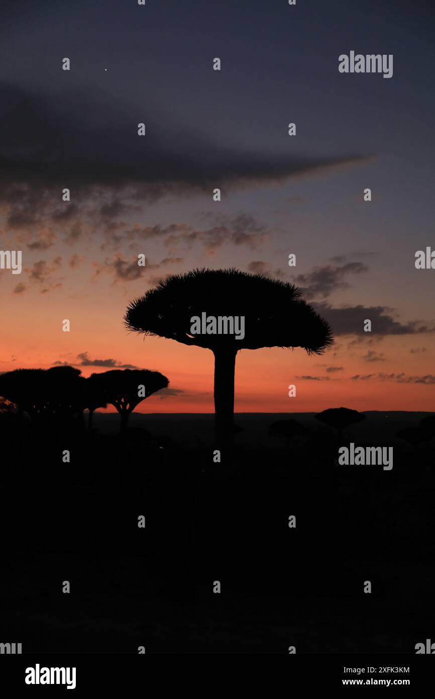 Socotra Island amazing nature, landscape and rare and unique botanical ...