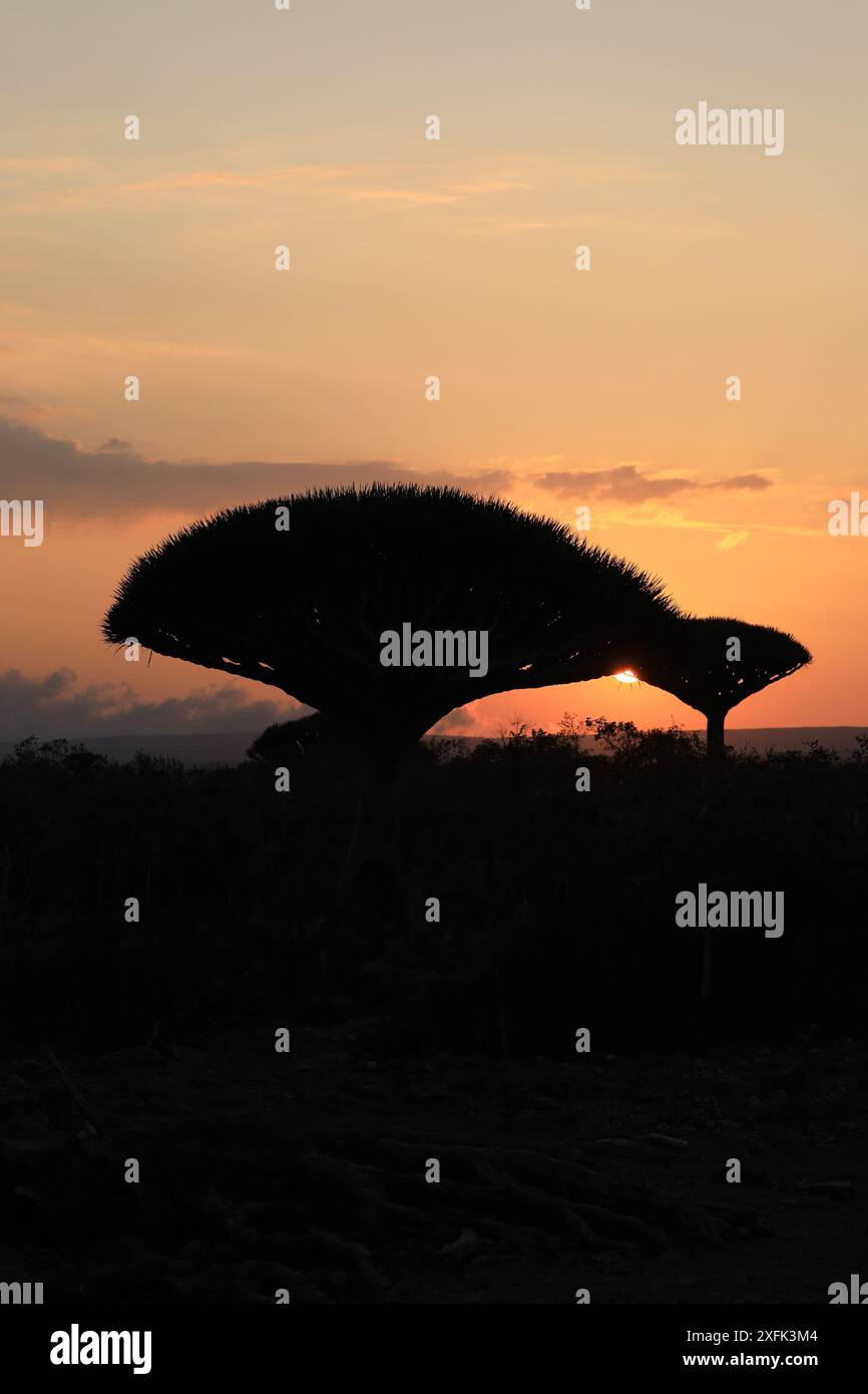 Socotra Island amazing nature, landscape and rare and unique botanical ...