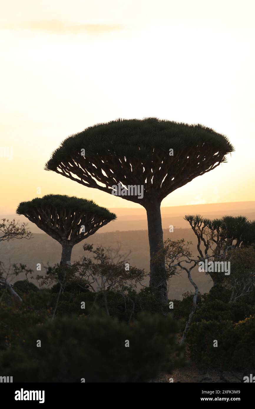 Socotra Island amazing nature, landscape and rare and unique botanical ...