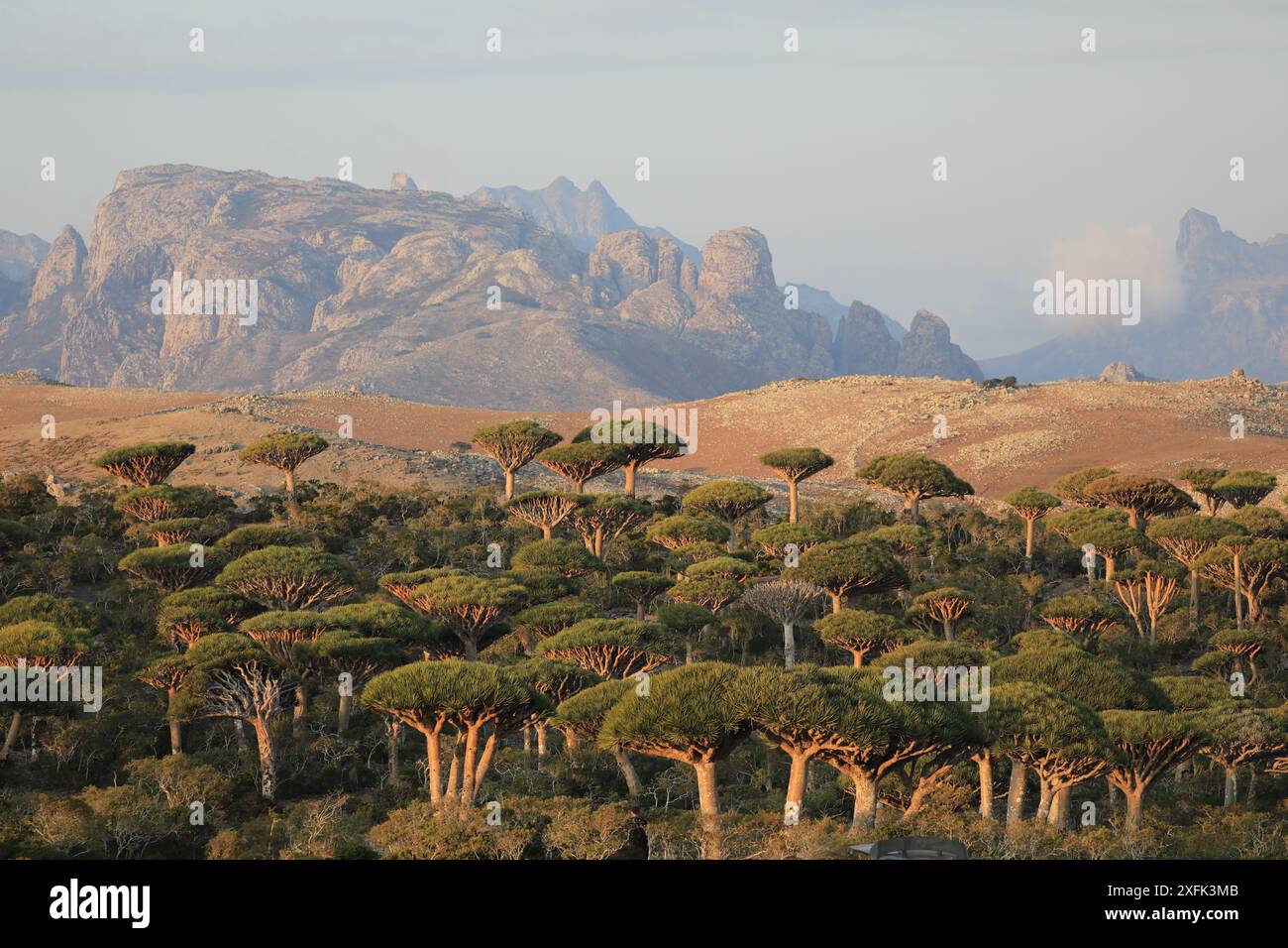 Socotra Island amazing nature, landscape and rare and unique botanical ...