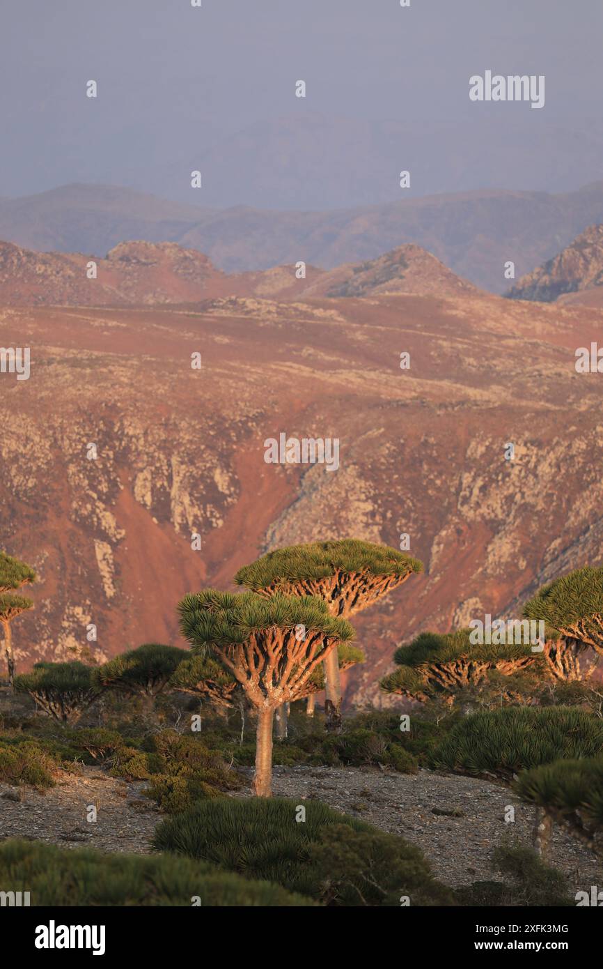 Socotra Island amazing nature, landscape and rare and unique botanical ...