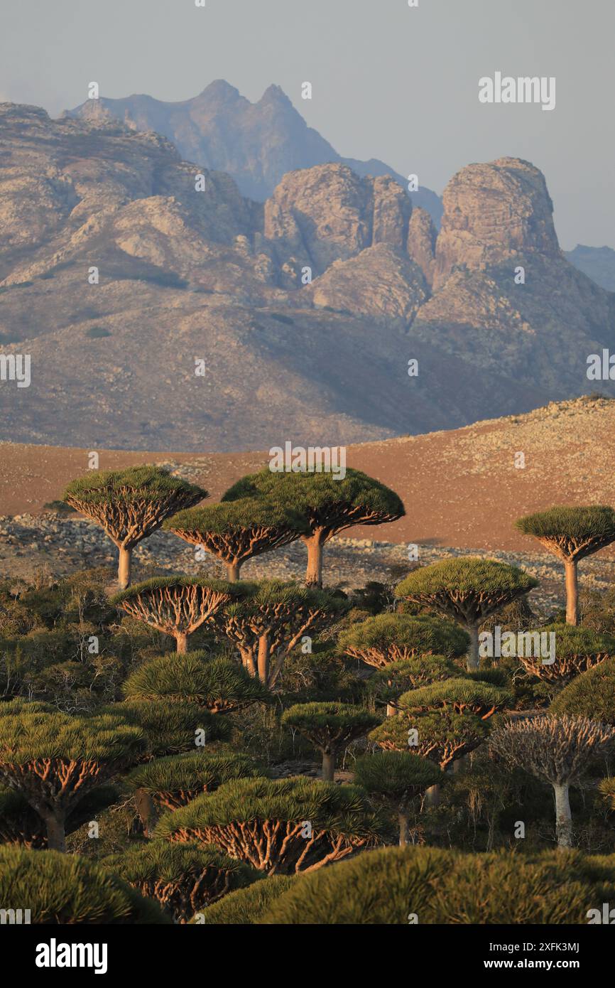 Socotra Island amazing nature, landscape and rare and unique botanical ...