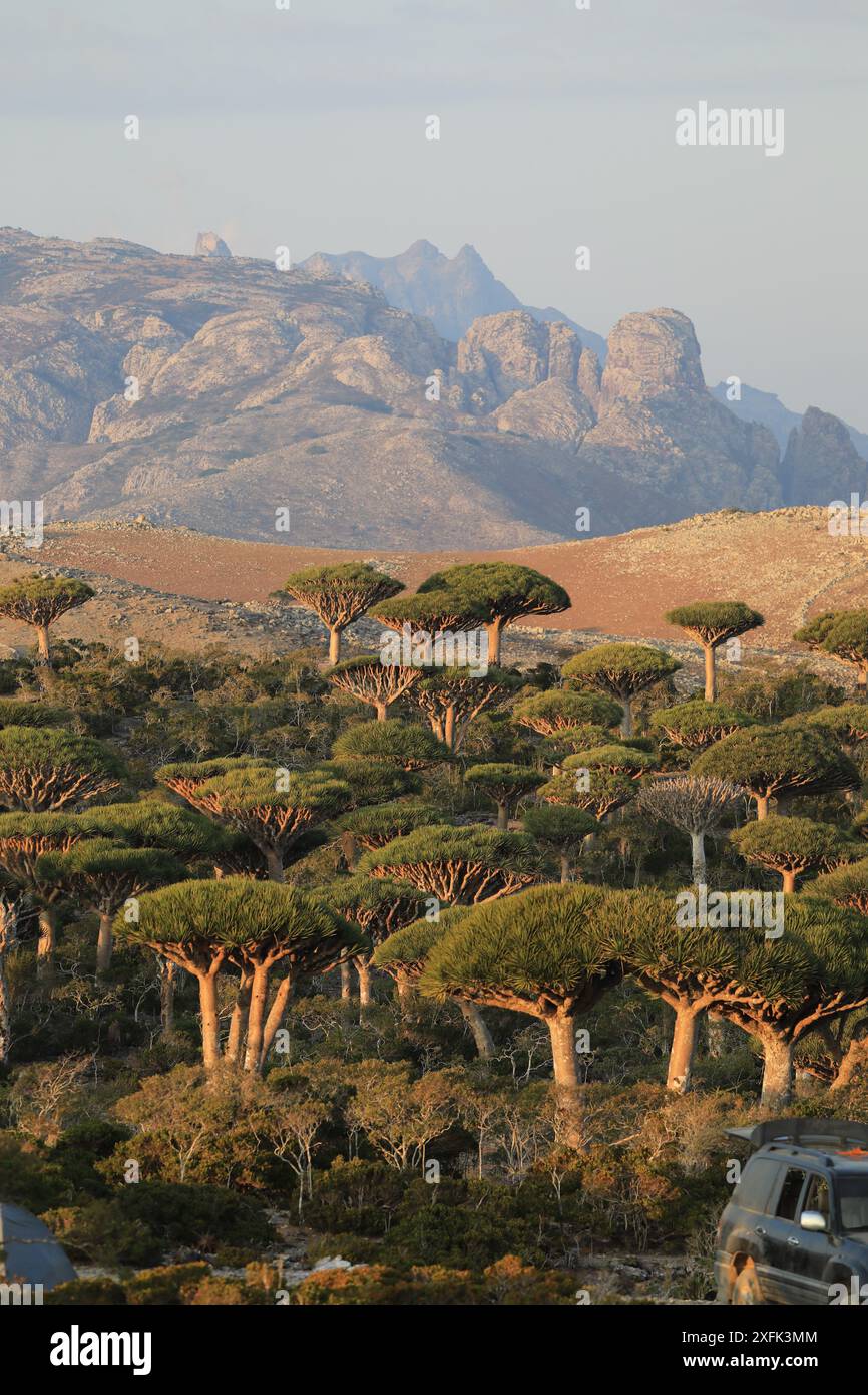 Socotra Island amazing nature, landscape and rare and unique botanical ...