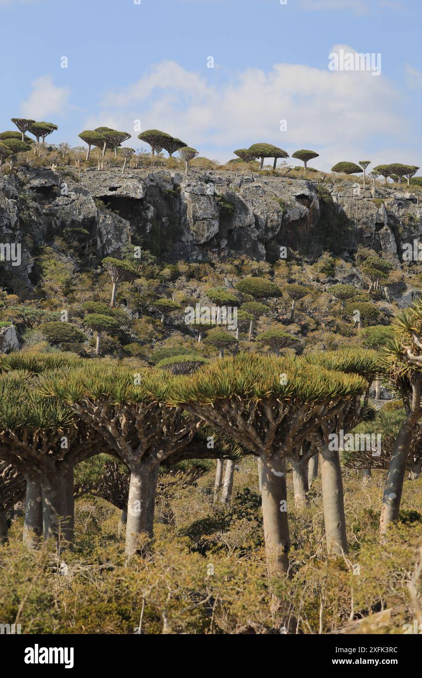 Socotra Island amazing nature, landscape and rare and unique botanical ...