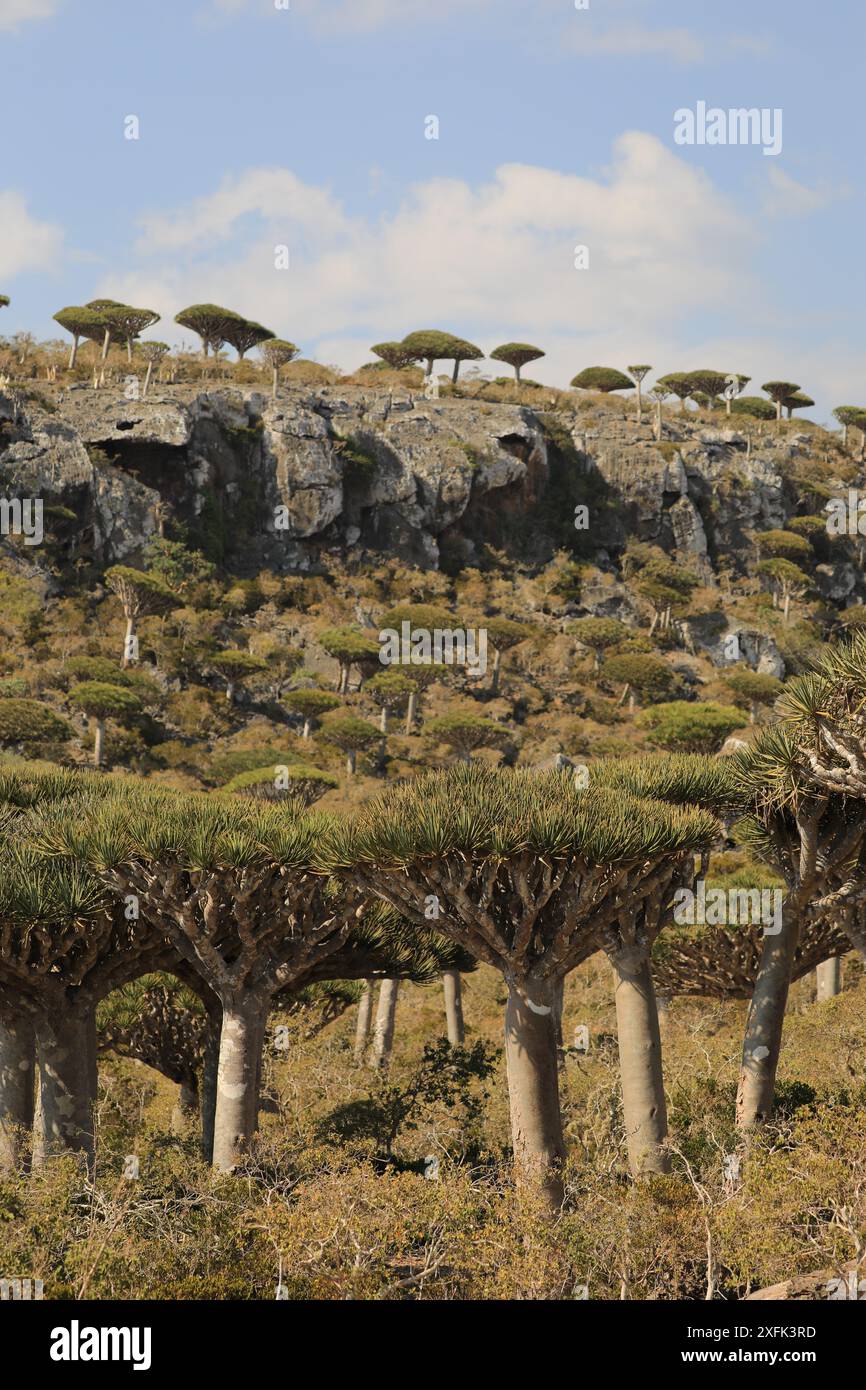 Socotra Island amazing nature, landscape and rare and unique botanical ...