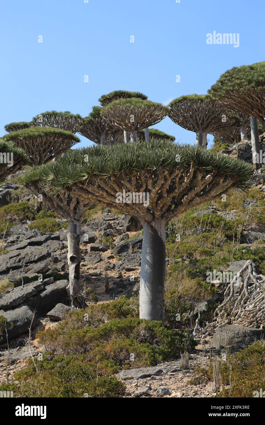Socotra hi-res stock photography and images - Alamy