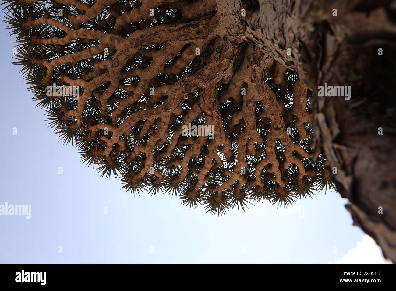 Socotra Island amazing nature, landscape and rare and unique botanical ...
