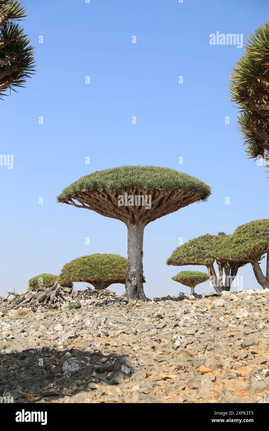 Socotra Island amazing nature, landscape and rare and unique botanical ...