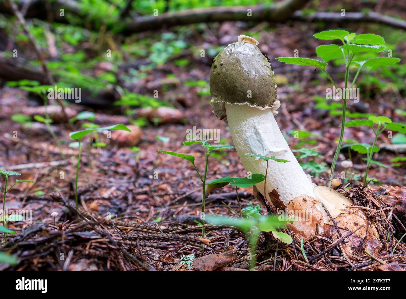 Common stinkhorn, Phallus impudicus. Genus Phallus stinkhorns foul ...