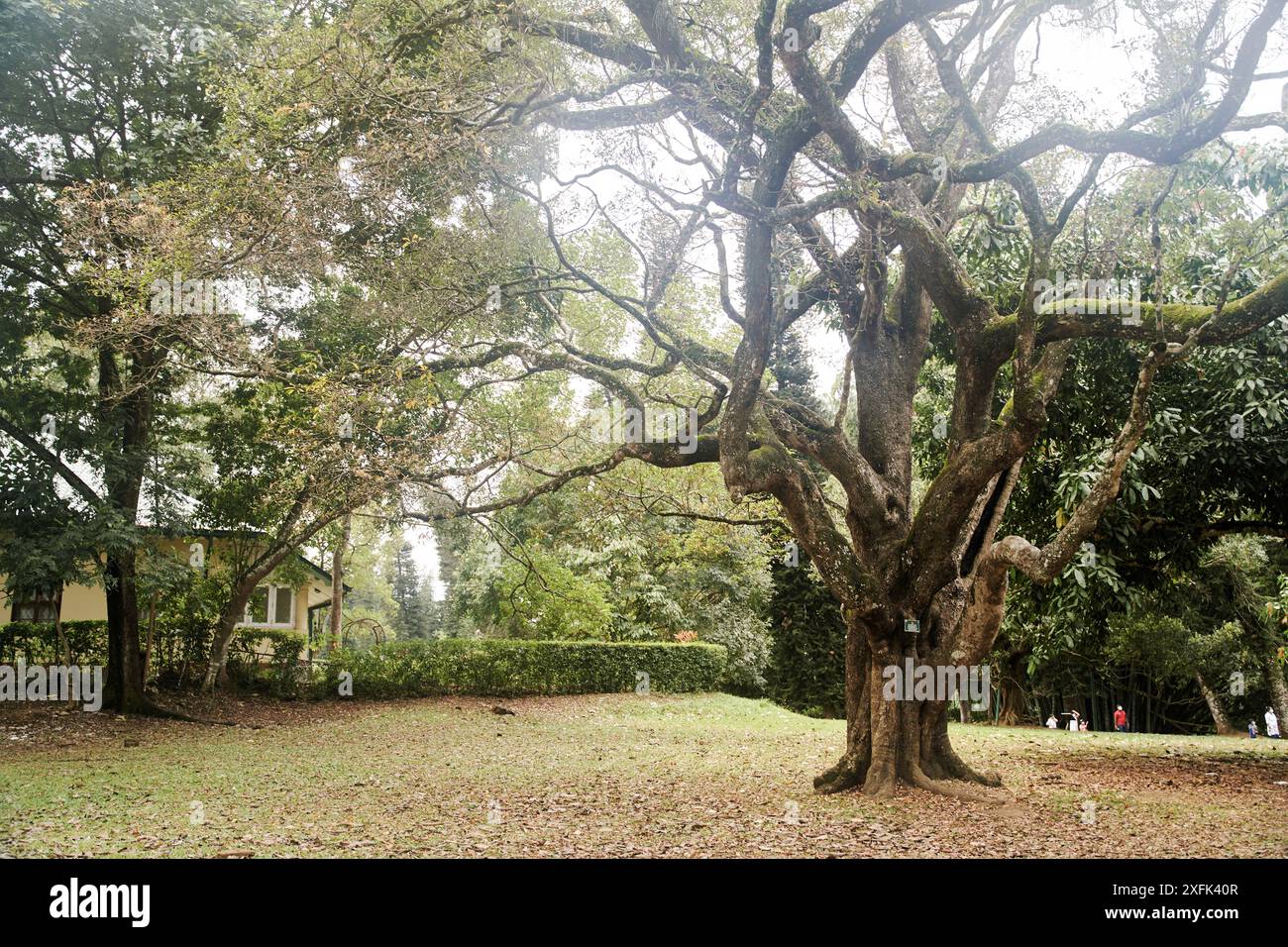 Old big tree with twisting branches in Royal Botanical Garden in Sri ...