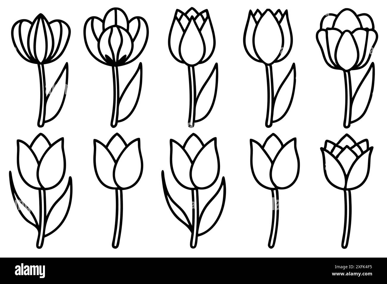 Tulip Flower Line Art Advanced Techniques Stock Vector Image & Art - Alamy