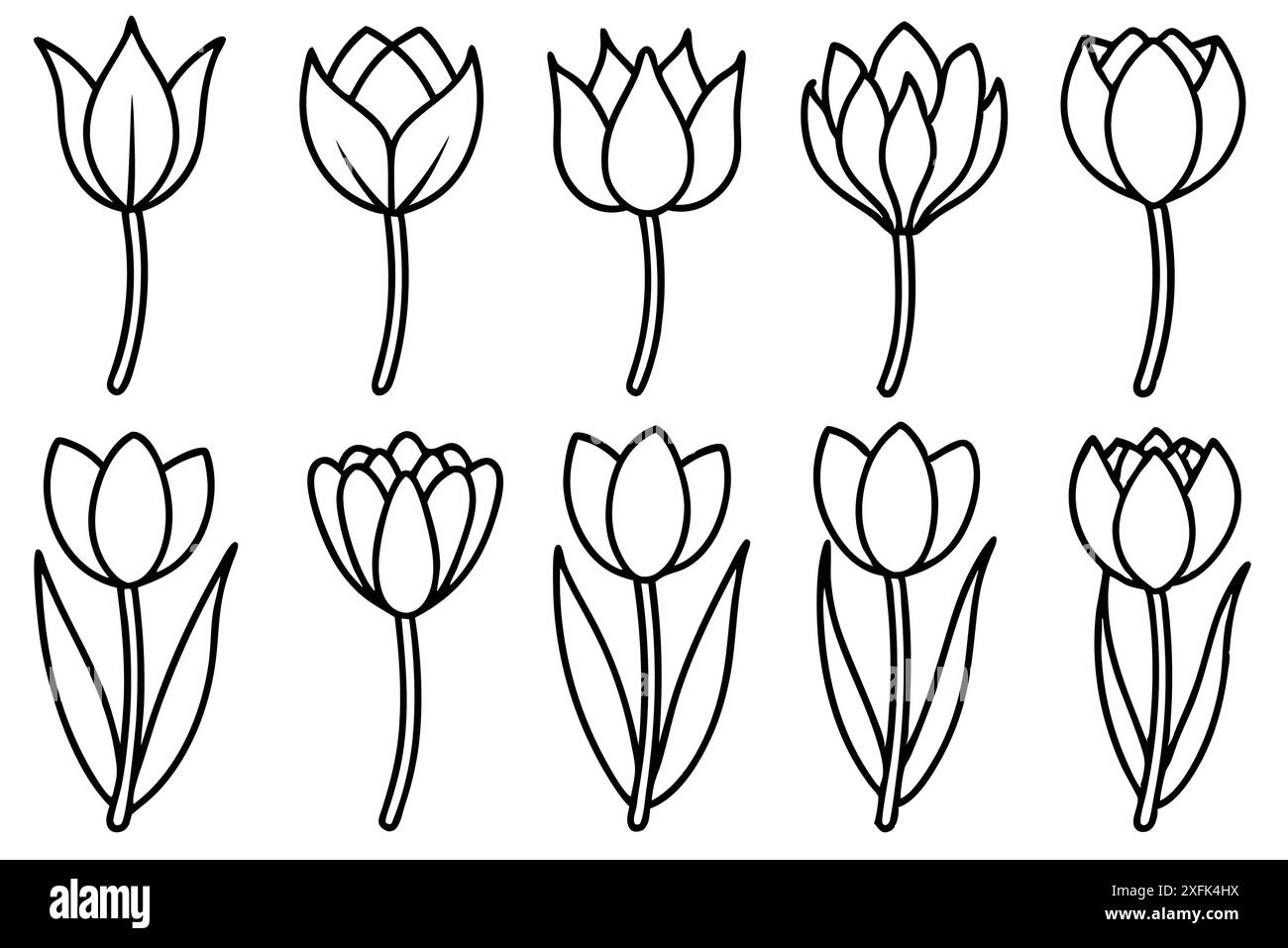 Tulip Flower Line Art Advanced Techniques Stock Vector Image & Art - Alamy