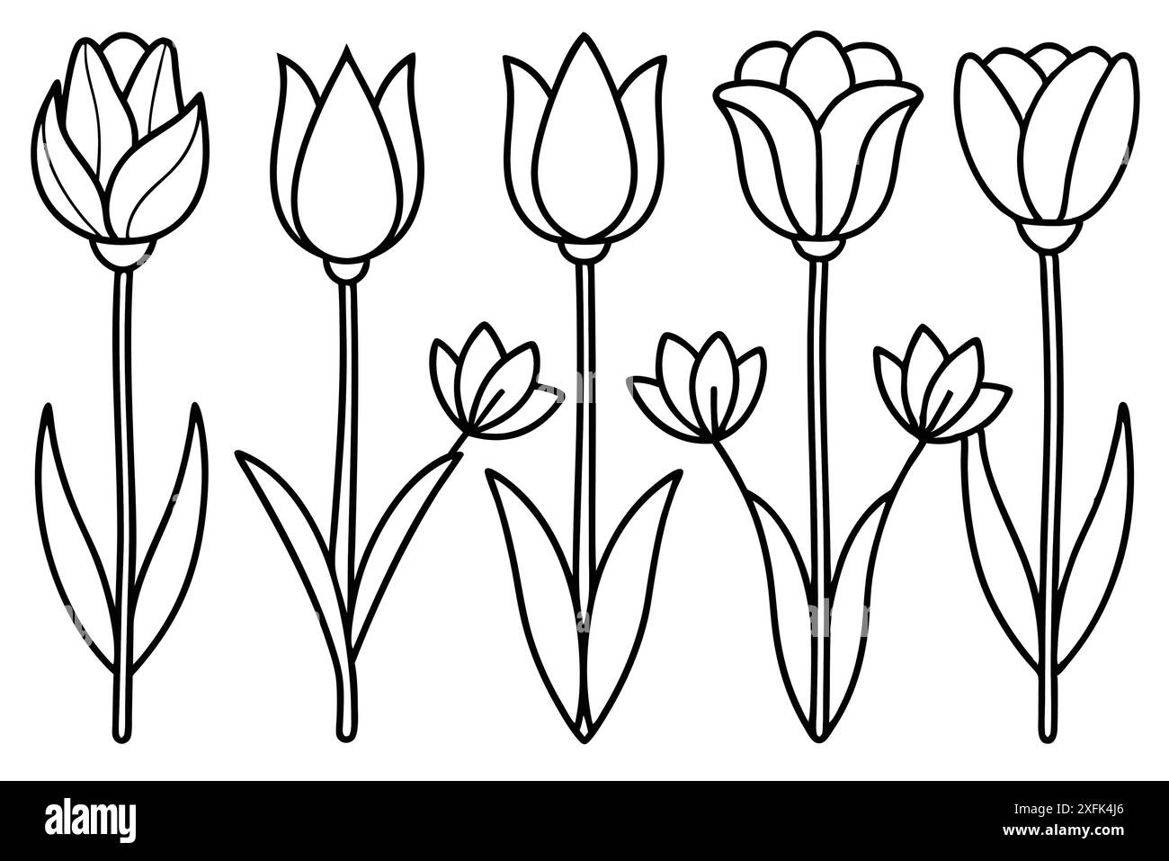 Beautiful delicate pink tulip flower Stock Vector Images - Alamy