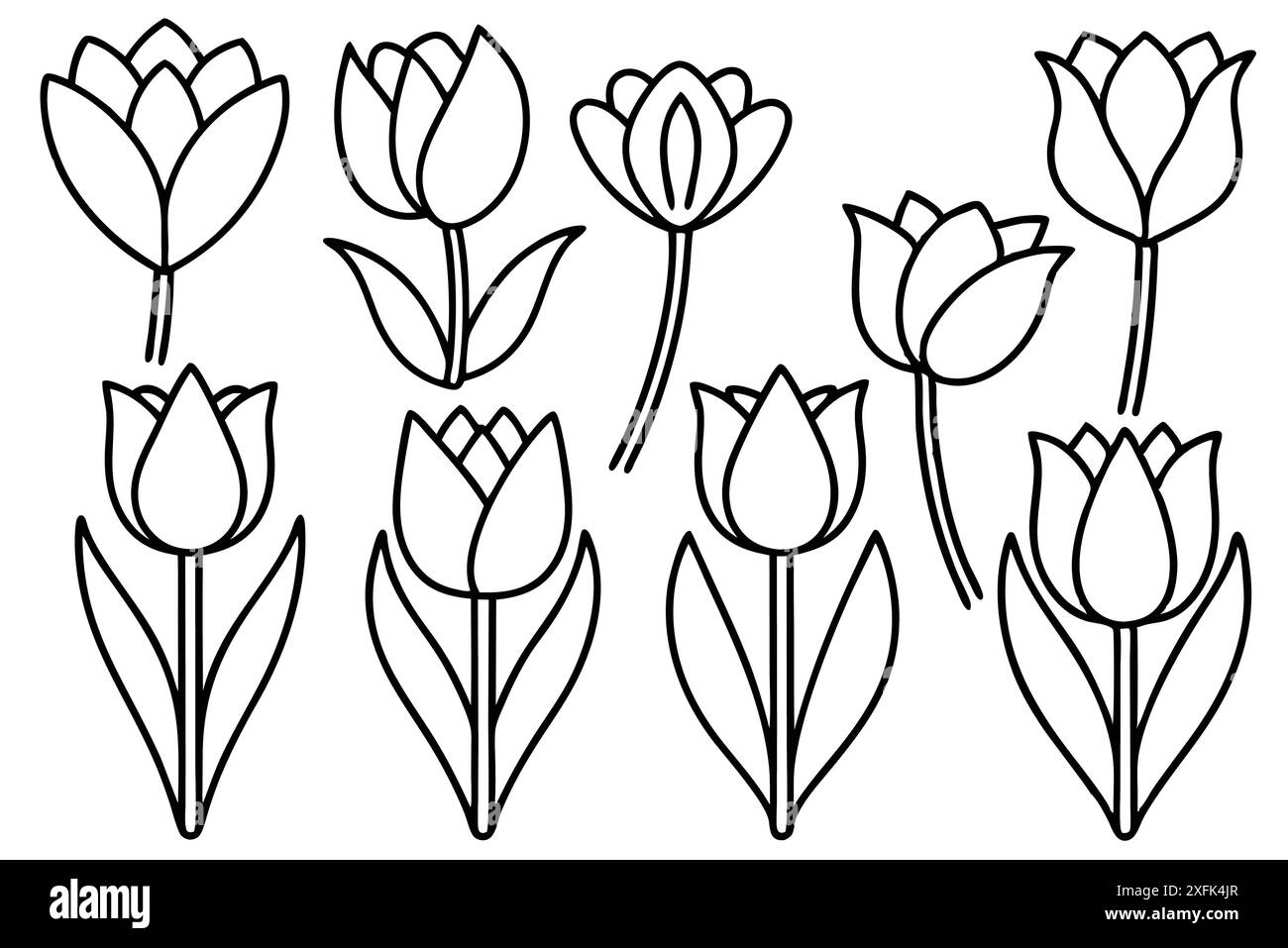 Tulip Flower Line Art Advanced Techniques Stock Vector Image & Art - Alamy