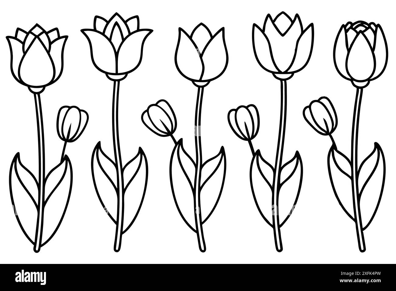 Tulip Flower Line Art Advanced Techniques Stock Vector Image & Art - Alamy
