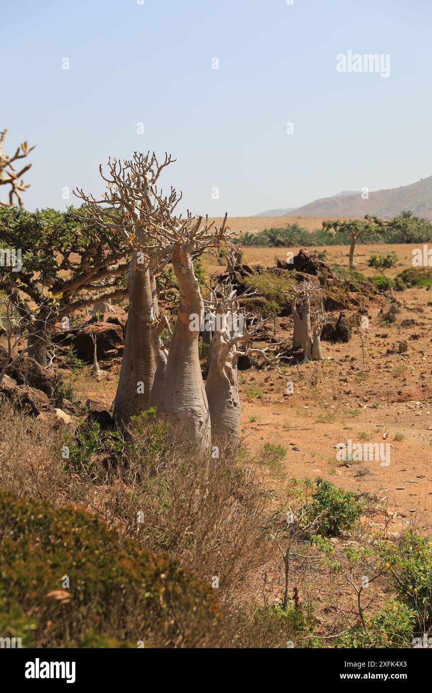Socotra Island amazing nature, landscape and rare and unique botanical ...