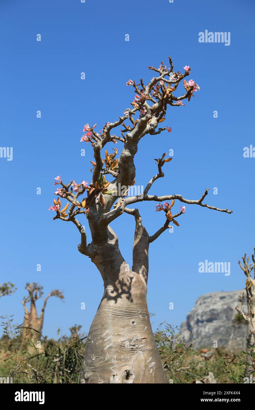 Socotra Island amazing nature, landscape and rare and unique botanical ...