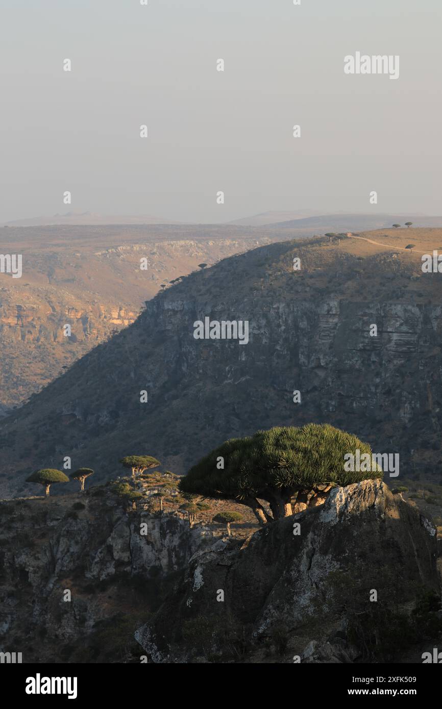 Socotra Island amazing nature, landscape and rare and unique botanical ...