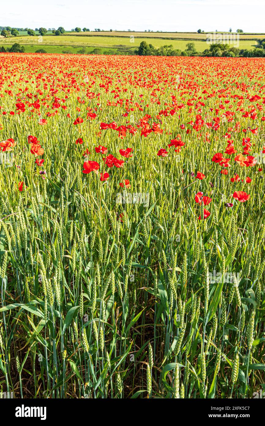 Red poppies growing in a field of wheat near Enstone, Chipping Norton ...