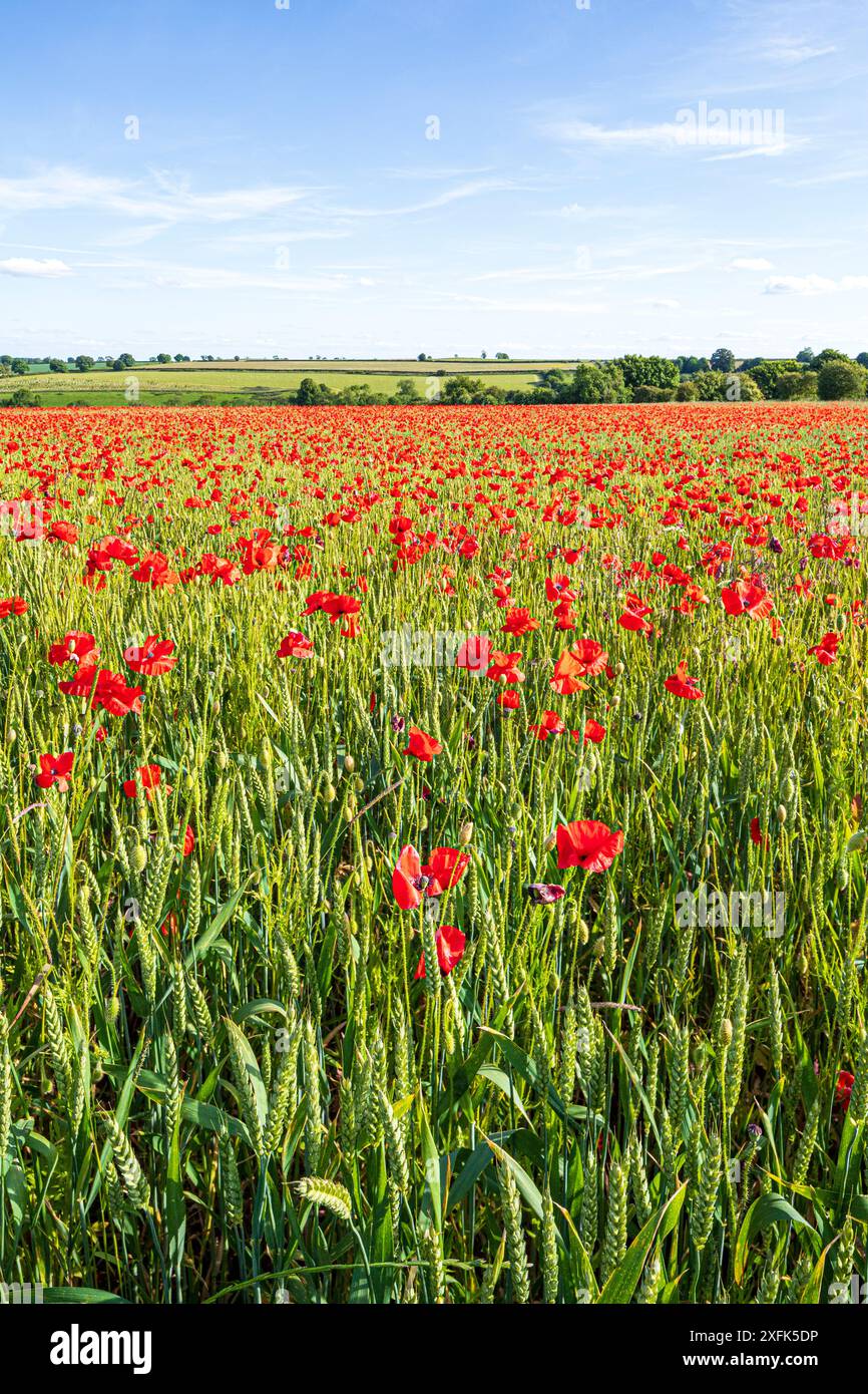 Red poppies growing in a field of wheat near Enstone, Chipping Norton ...