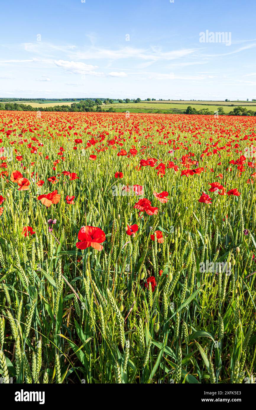 Red poppies growing in a field of wheat near Enstone, Chipping Norton ...