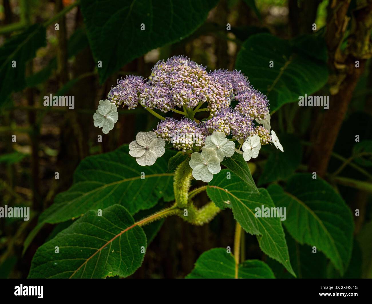 Sargent's Hydrangea or Lacecap, Hydrangea sargentiana, Hydrangeaceae ...
