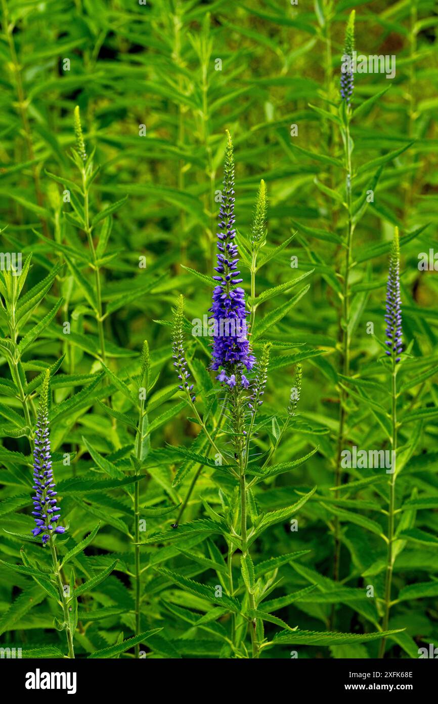 Spiked speedwell (Veronica longifolia,). This rare plant species ...