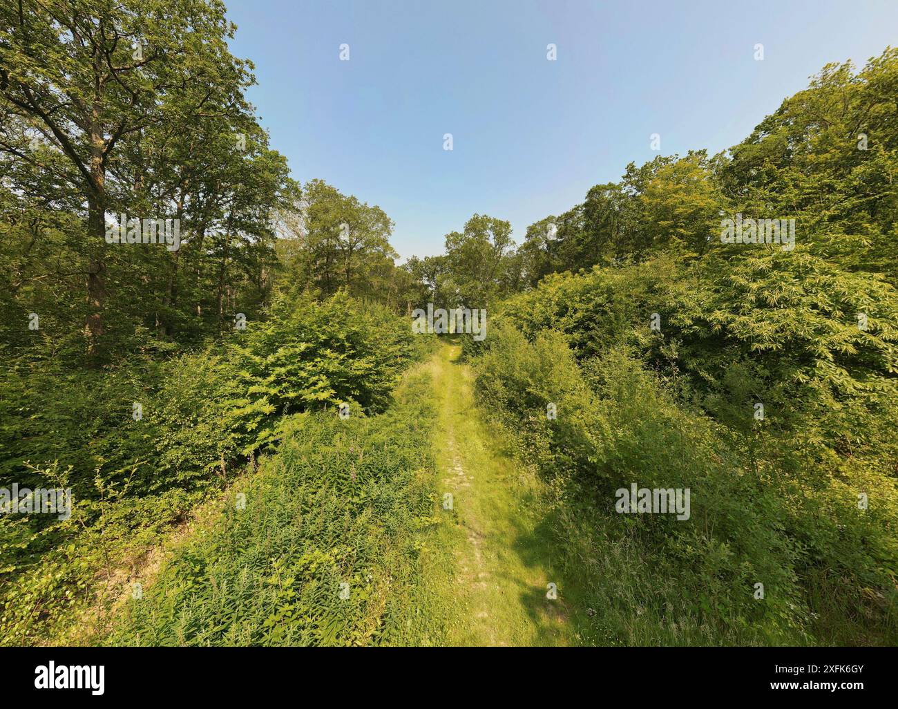 Footpath through ancient woodland in Dering Wood, Pluckley, Kent, UK ...