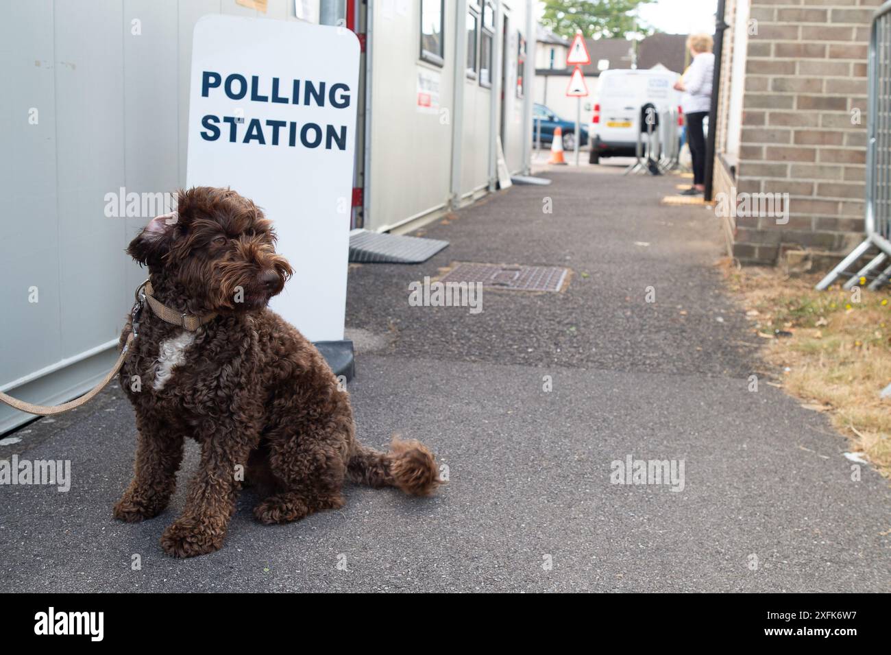 Maidenhead, Berkshire, UK. 4th July, 2024. Barney a Cockapoo sits outside the Polling Station at ...
