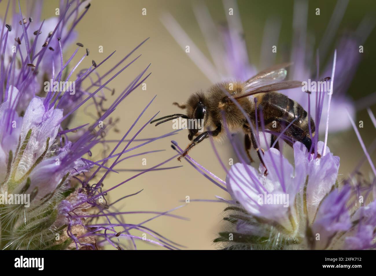 British honey bee pollinating getting nectar feeding on purple lacy ...