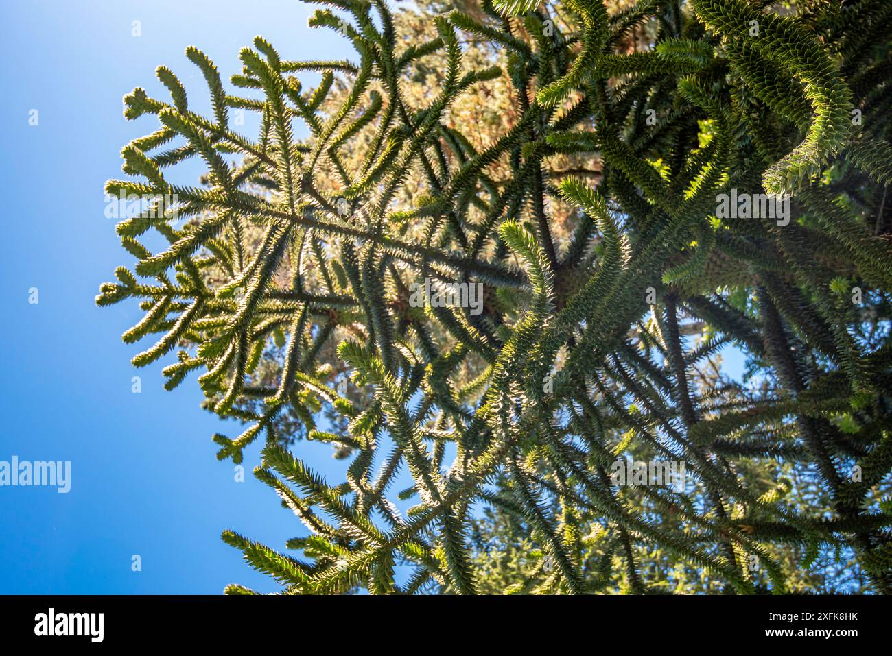 A close up of the branch of a Monkey Puzzle tree (Araucaria Araucana ...