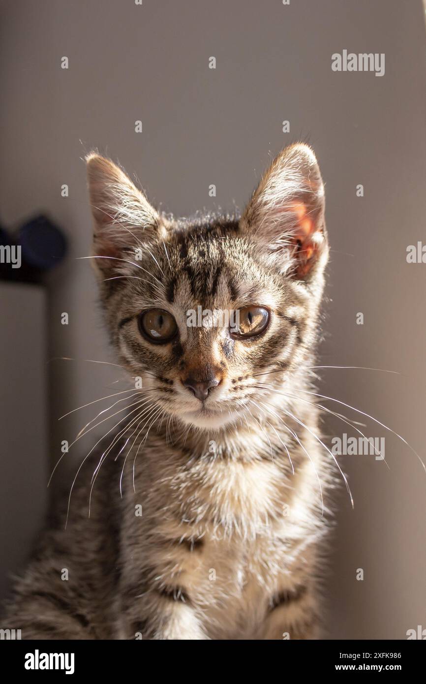 Cute gray spotted kitten looking at camera portrait, soft focus Stock ...