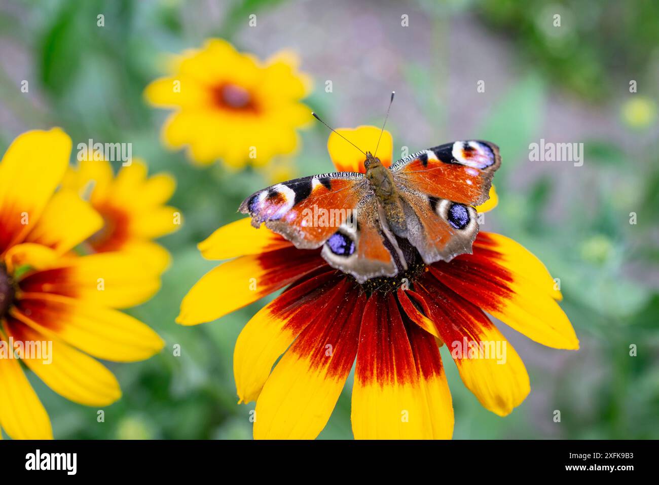 Beautiful Butterfly Peacock Eye, sits on a yellow flower Rudbeckia ...
