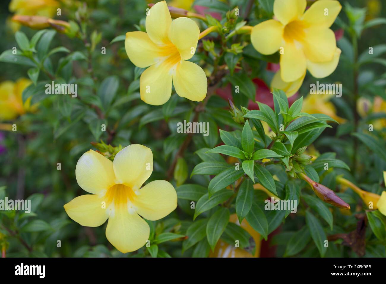 Floral depth and perspective hi-res stock photography and images - Alamy