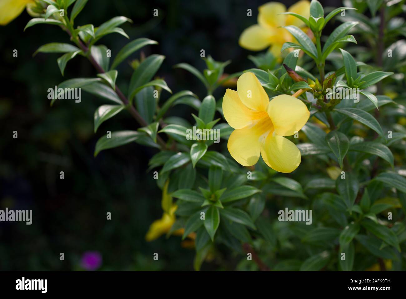 Trumpet petals hi-res stock photography and images - Alamy