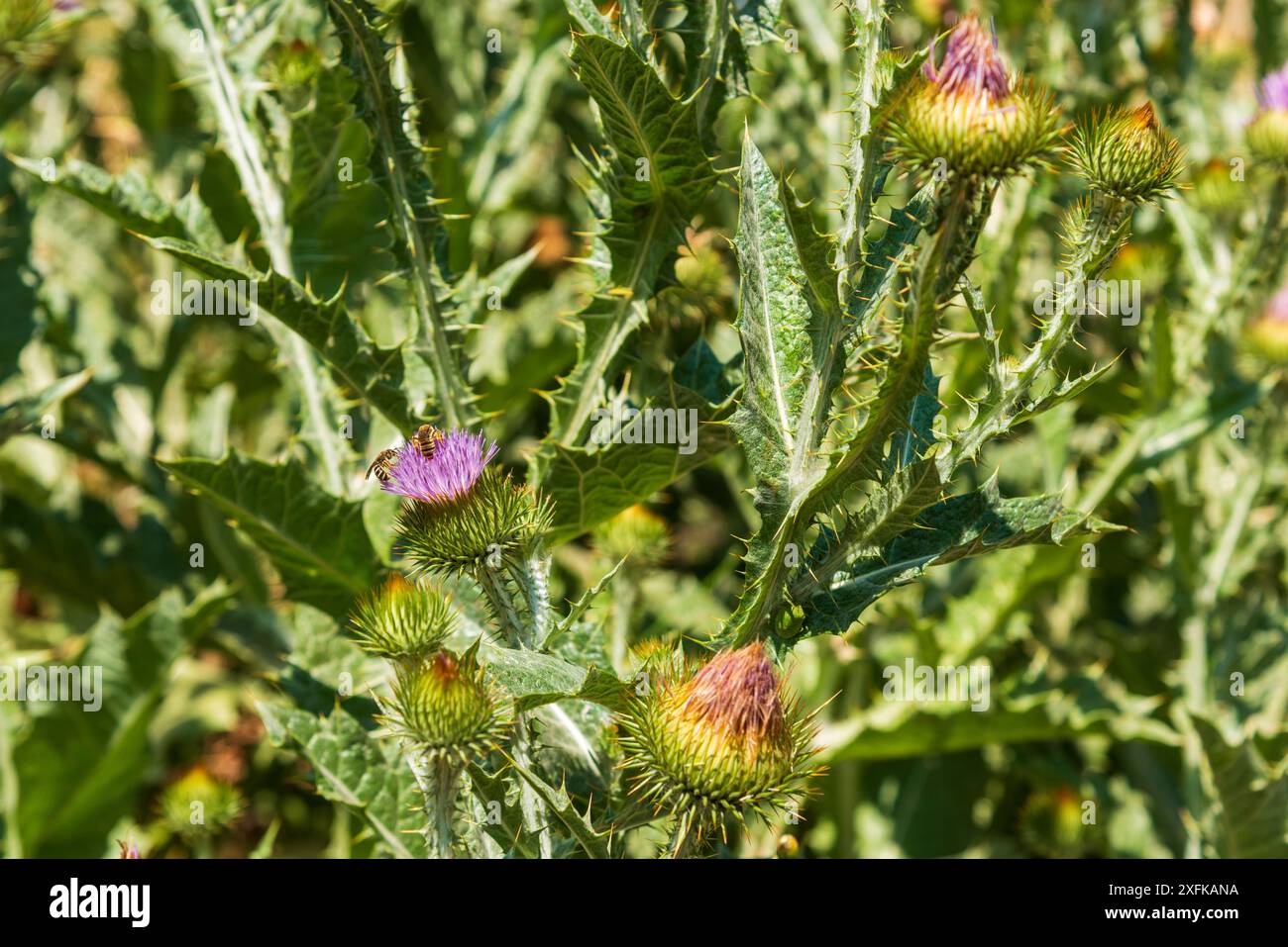 Plantas con flores hi-res stock photography and images - Alamy