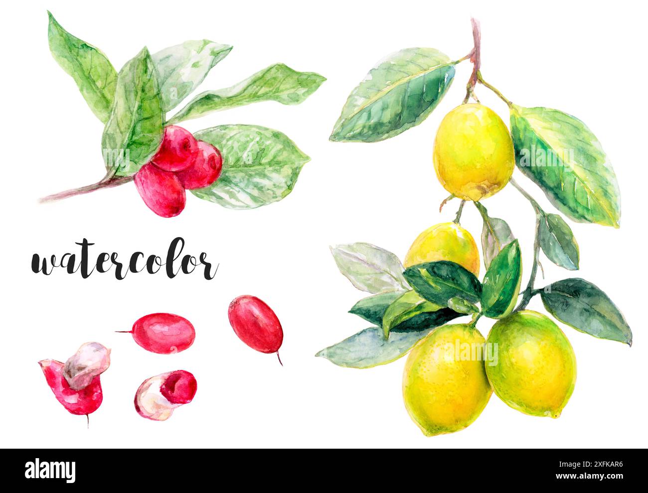 Miracle fruit hi-res stock photography and images - Alamy