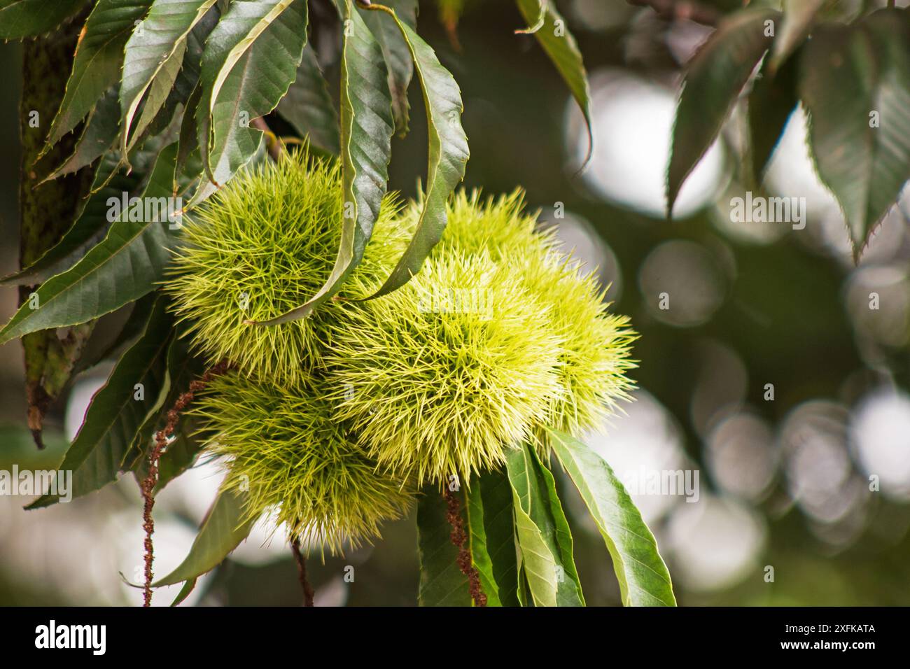 Chestnut plantation hi-res stock photography and images - Alamy