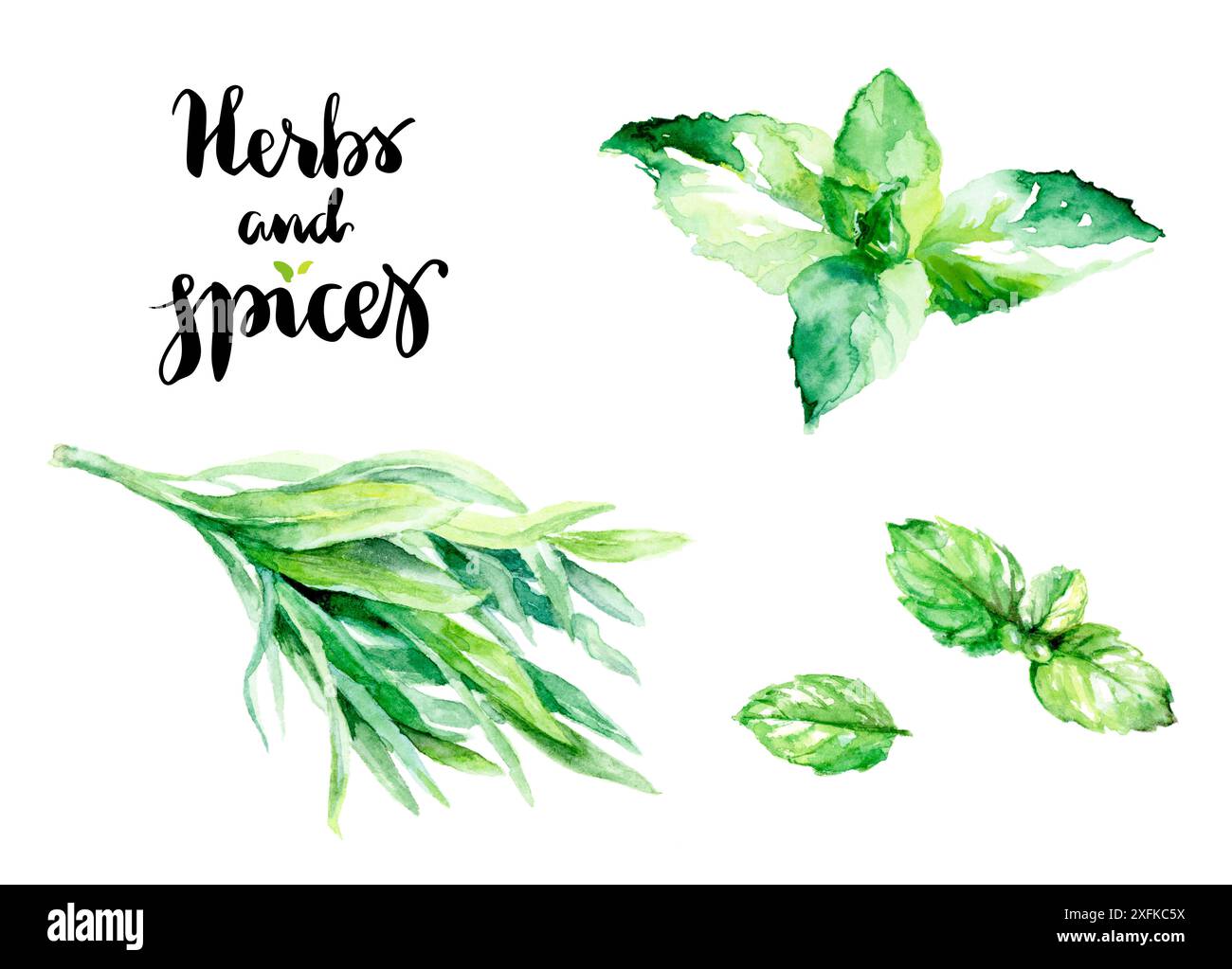 Watercolor illustration of aromatic herbs and spices, perfect for ...