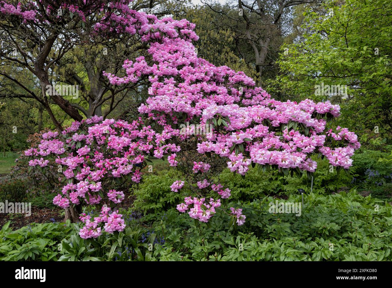 Blooming Rhododendron argyrophyllum subsp. nankingense, evergreen shrub ...